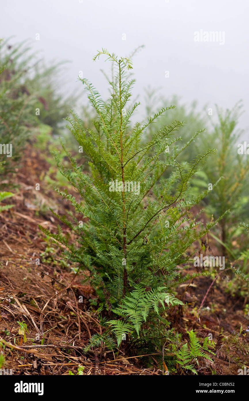 Yew Tree project in Yunnan, Southern China for medicine fabrication ...