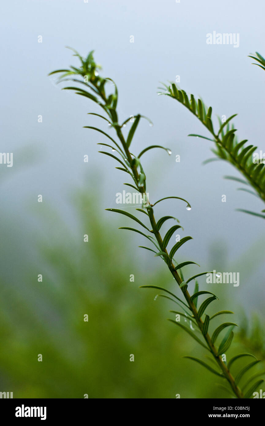 Yew Tree project in Yunnan, Southern China for medicine fabrication ...