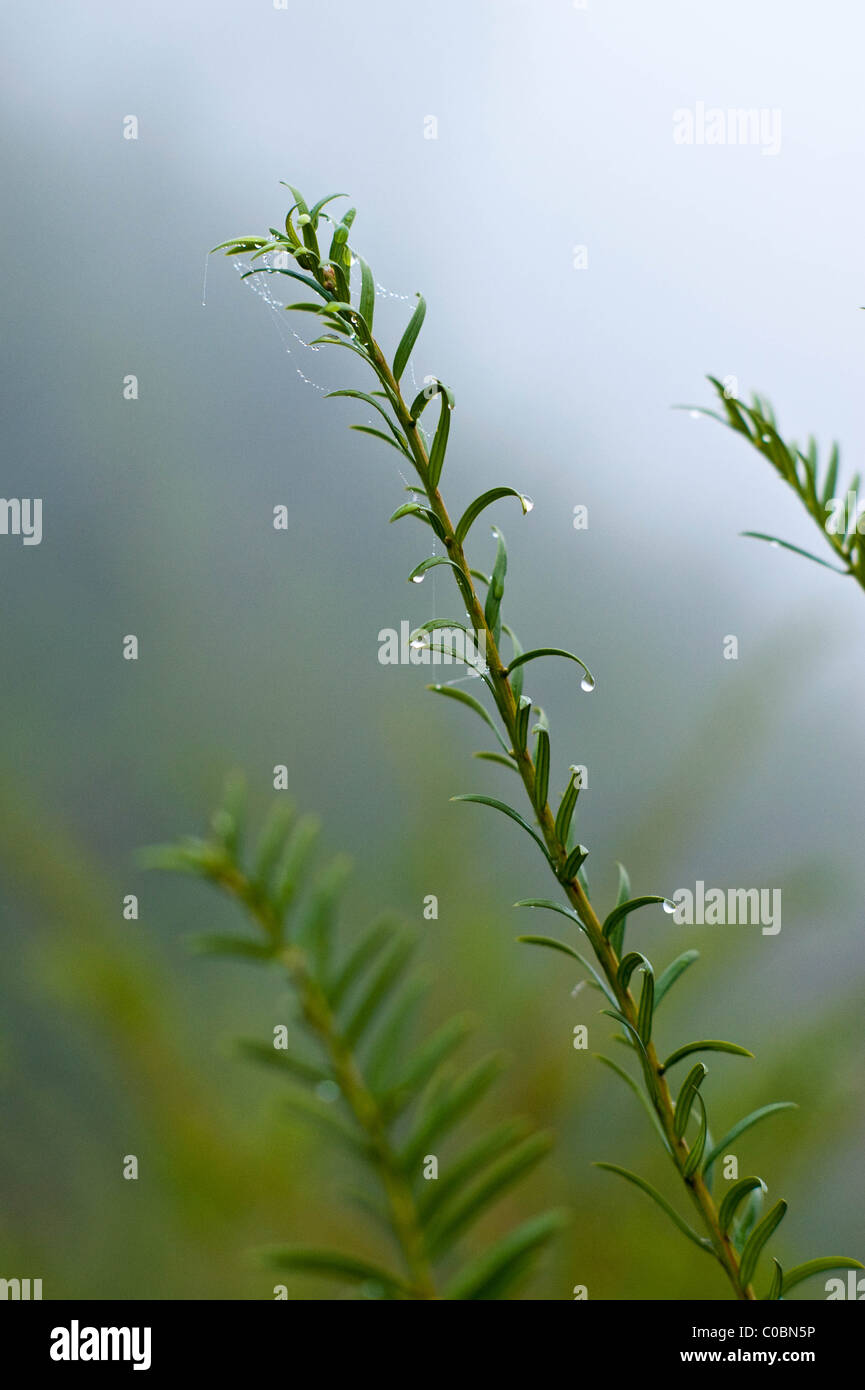 Yew Tree project in Yunnan, Southern China for medicine fabrication ...