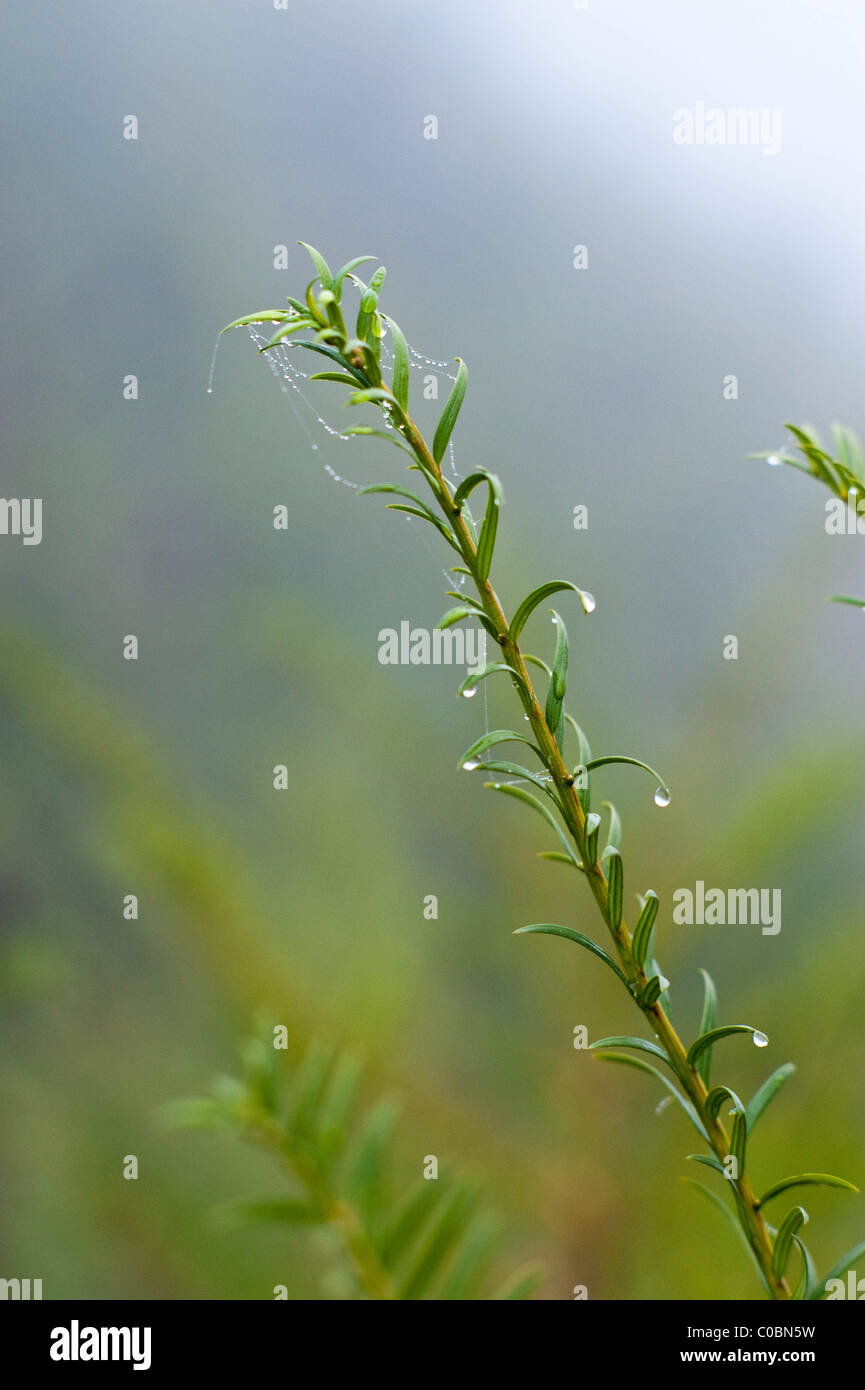 Yew Tree project in Yunnan, Southern China for medicine fabrication ...