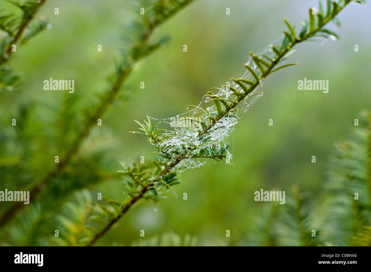 Yew Tree project in Yunnan, Southern China for medicine fabrication ...
