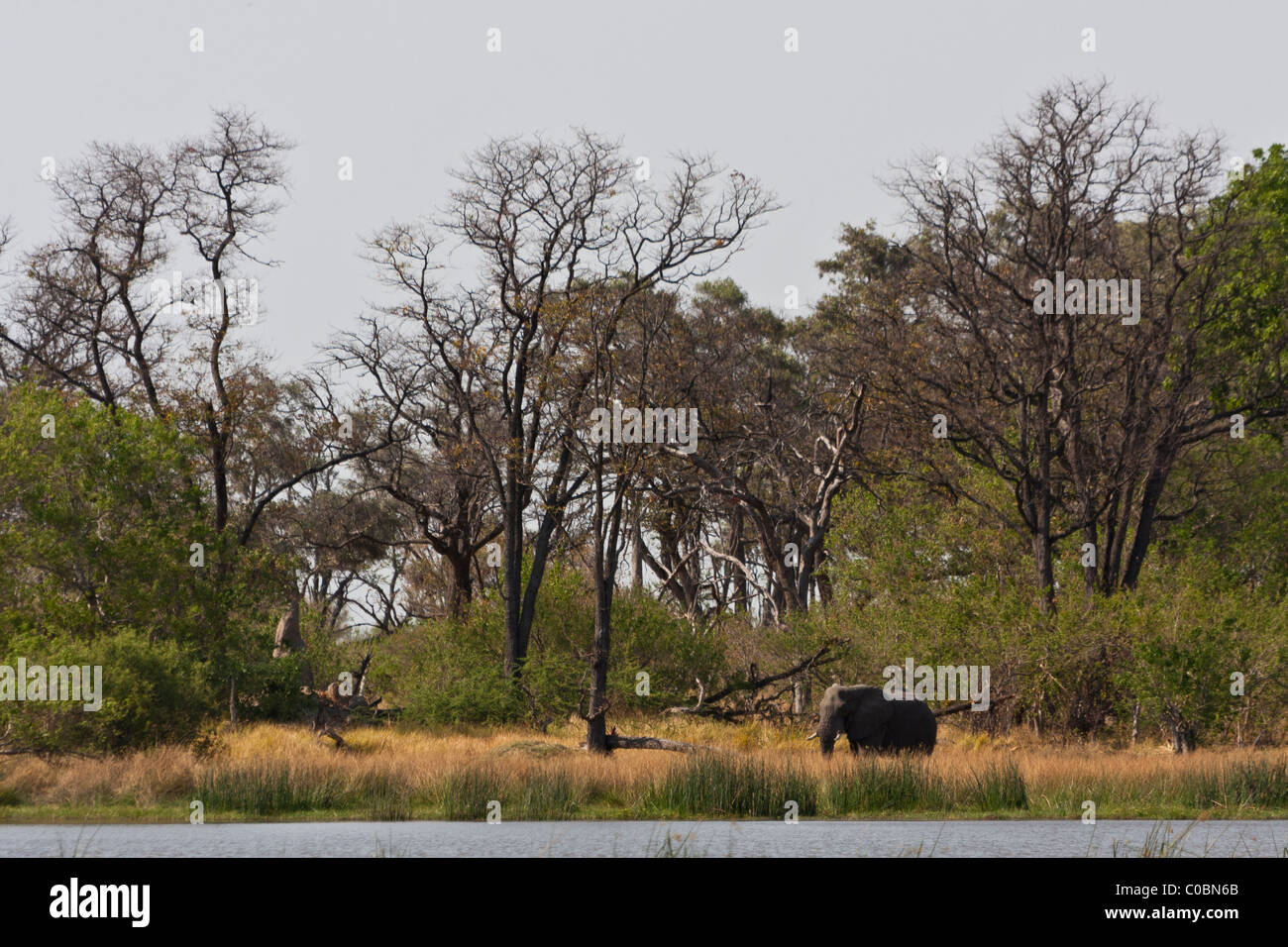 An image of the Botswana landscape by water with an elephant across the ...