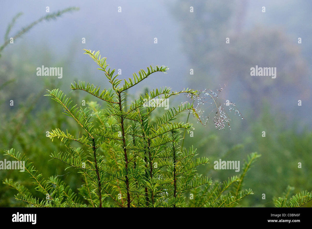 Yew Tree project in Yunnan, Southern China for medicine fabrication ...