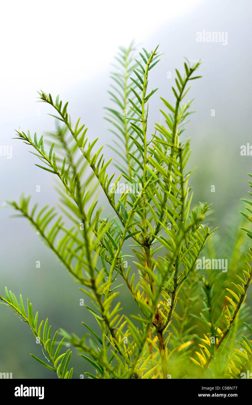 Yew Tree project in Yunnan, Southern China for medicine fabrication ...