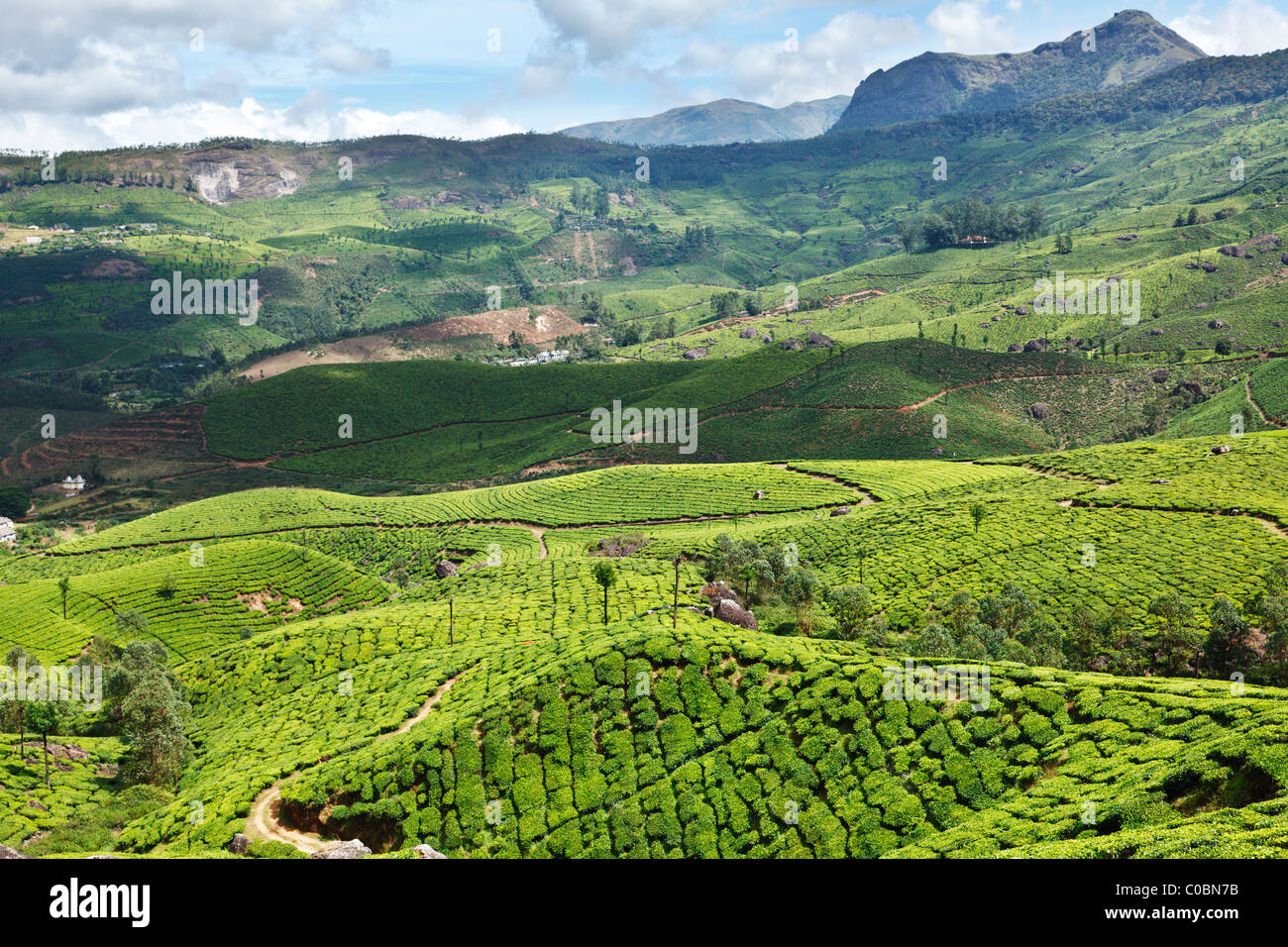 Valley of tea plantation hi-res stock photography and images - Alamy