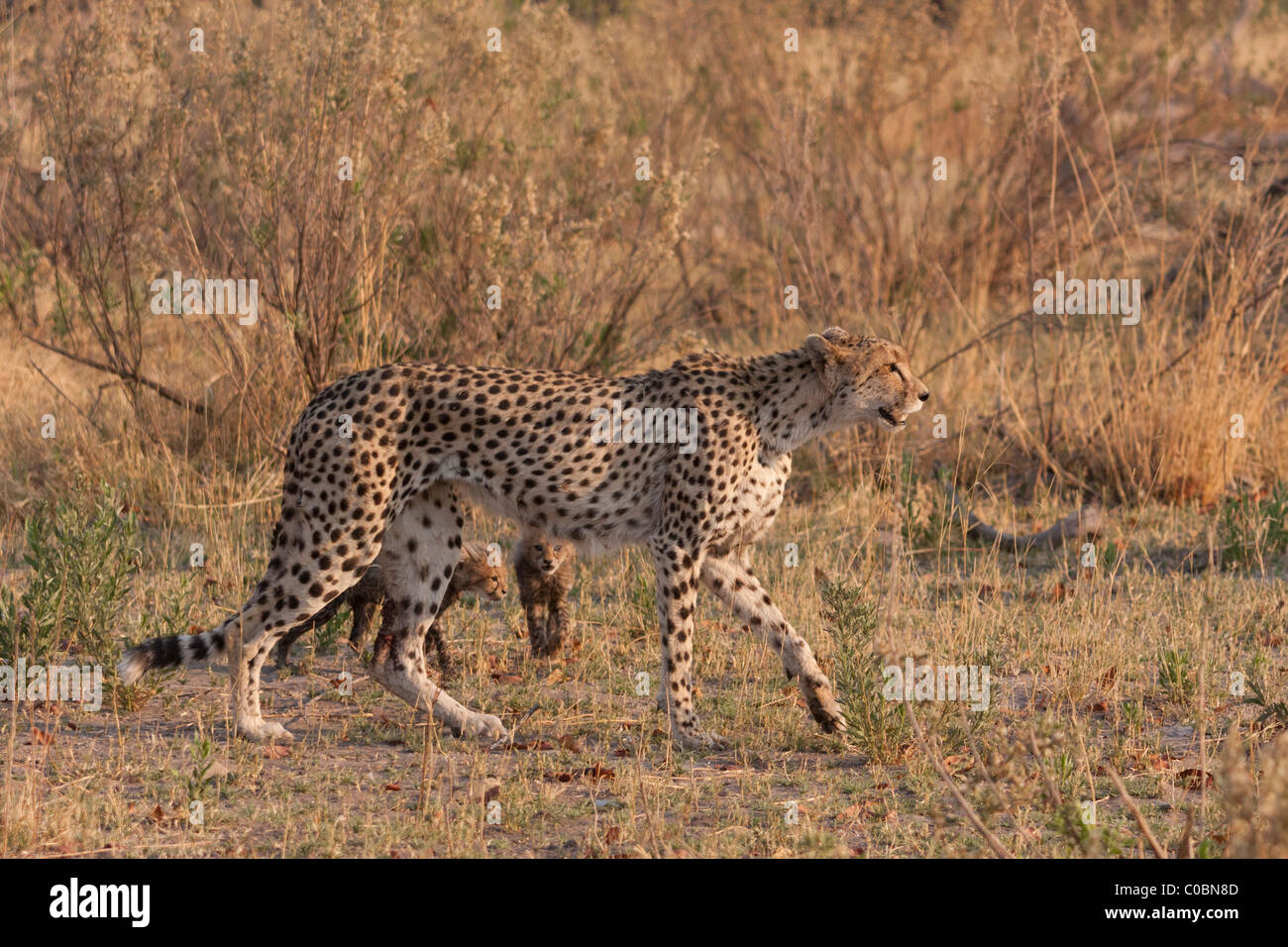 A female cheetah with her two cubs, she is in profile. Her back leg is ...