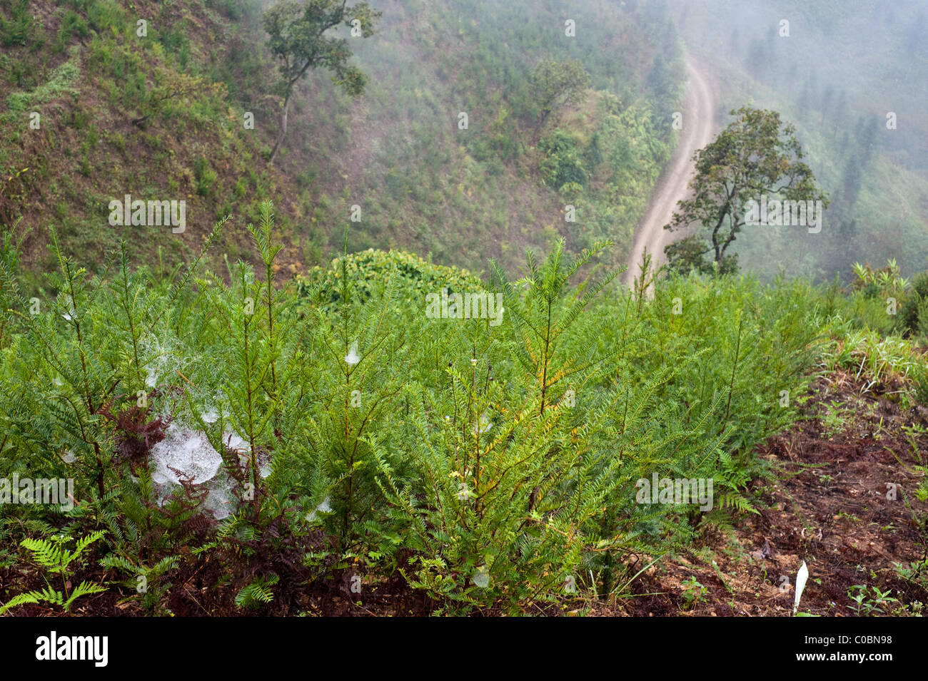 Yew Tree project in Yunnan, Southern China for medicine fabrication ...