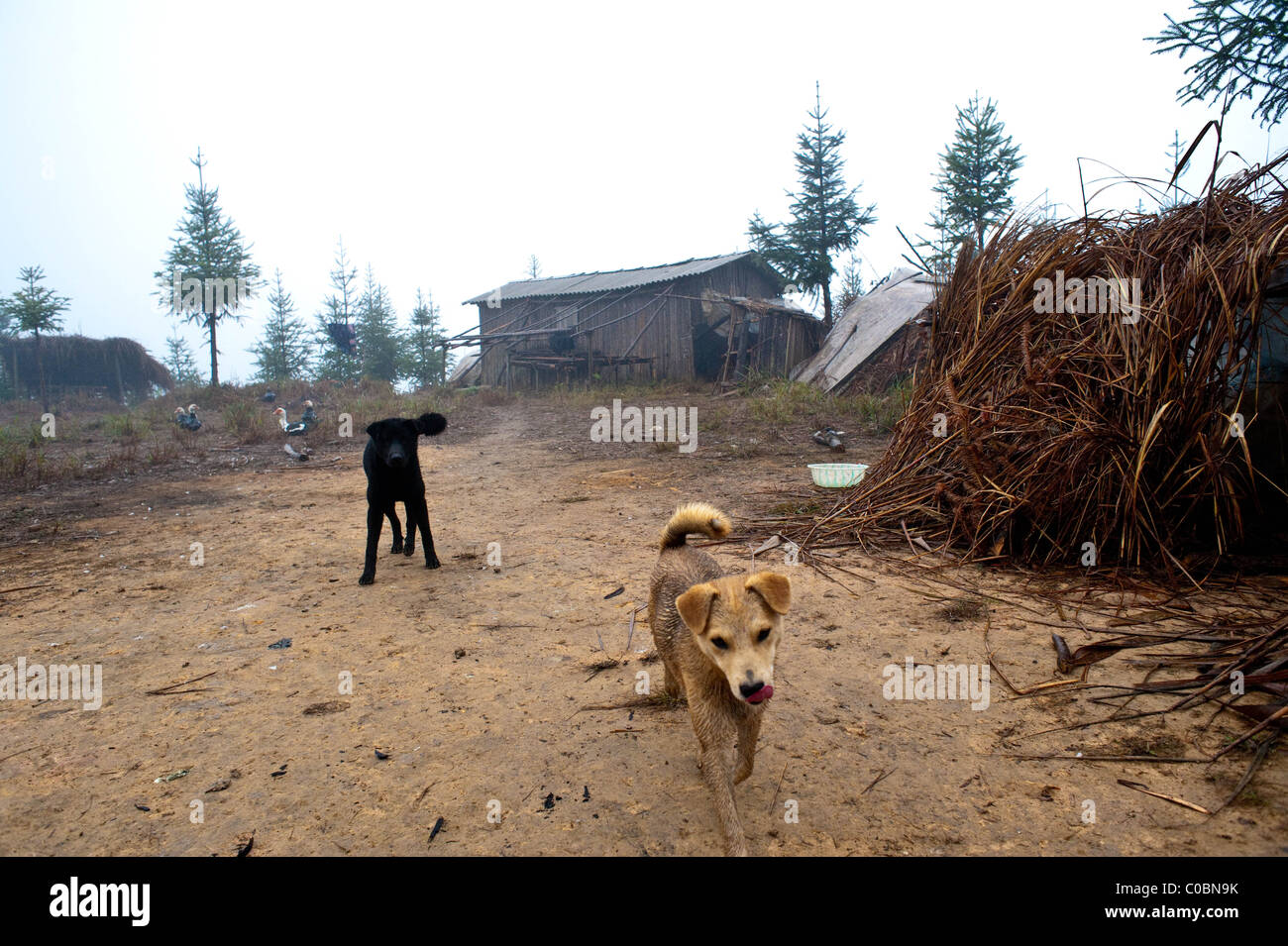 Miao people working on a Taxus / Yew tree plantation project Stock ...