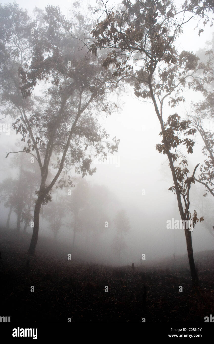 Miao people working on a Taxus / Yew tree plantation project Stock ...