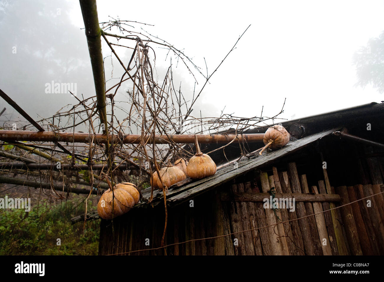 Miao people working on a Taxus / Yew tree plantation project Stock ...
