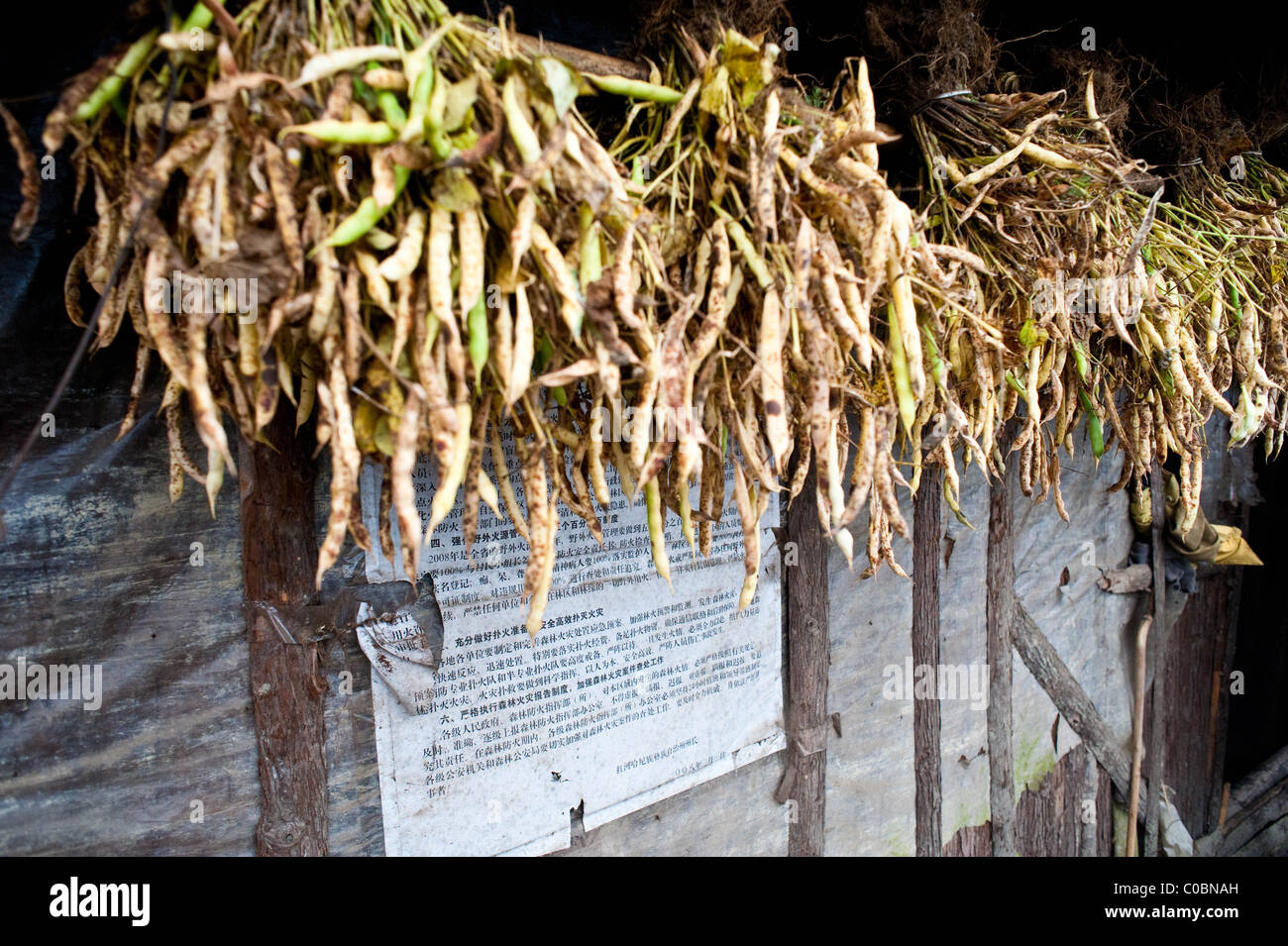 Miao people working on a Taxus / Yew tree plantation project Stock ...