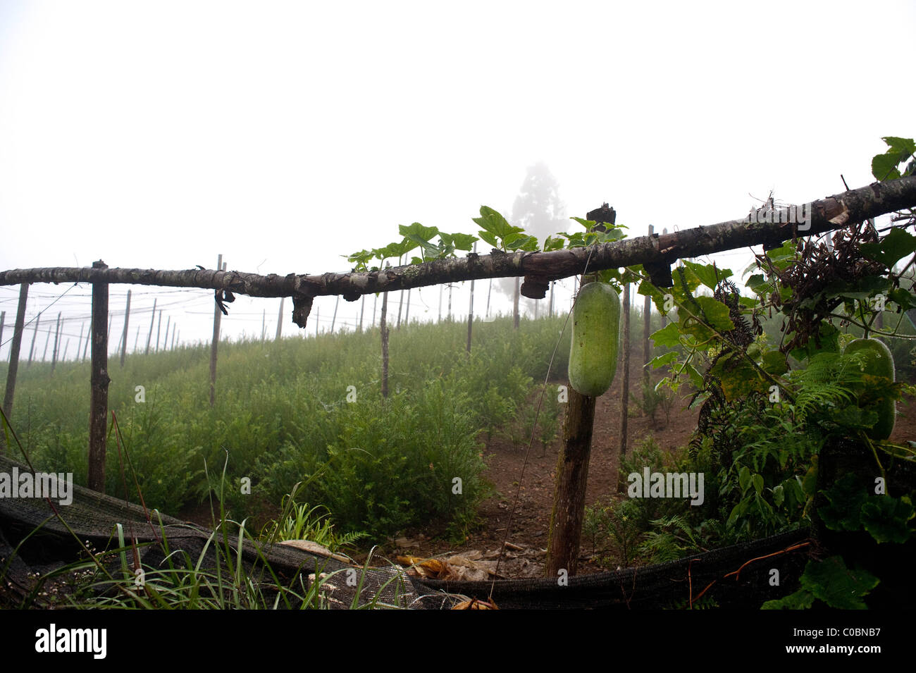 Miao people working on a Taxus / Yew tree plantation project Stock ...