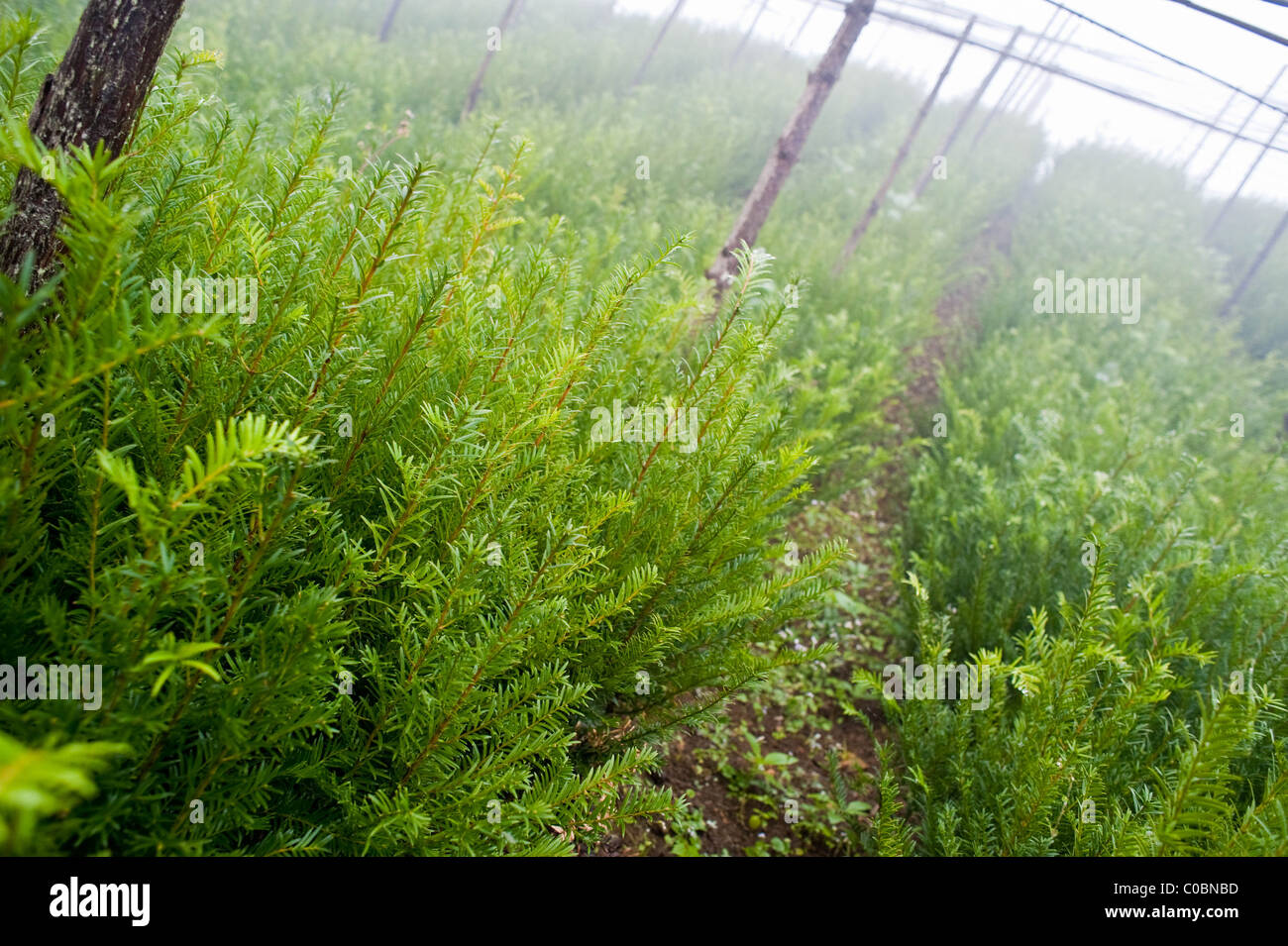 Miao people working on a Taxus / Yew tree plantation project Stock ...