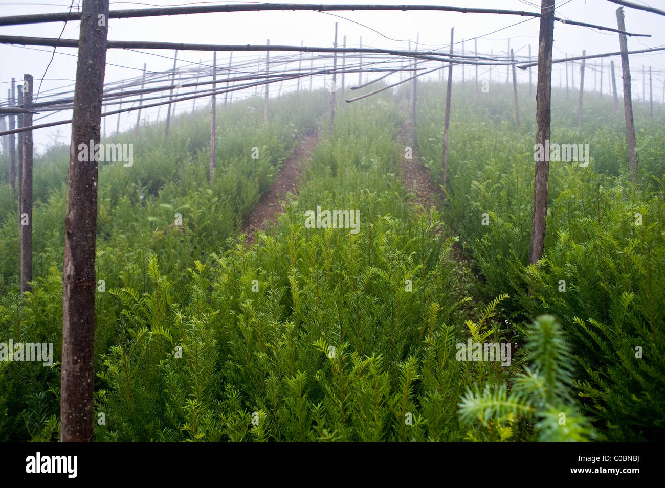 Miao people working on a Taxus / Yew tree plantation project Stock ...