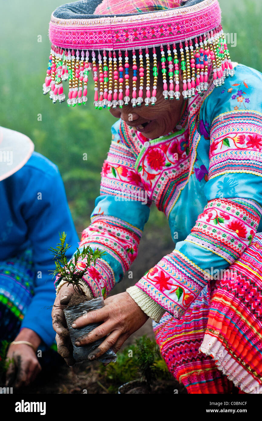 Miao people working on a Taxus / Yew tree plantation project Stock ...
