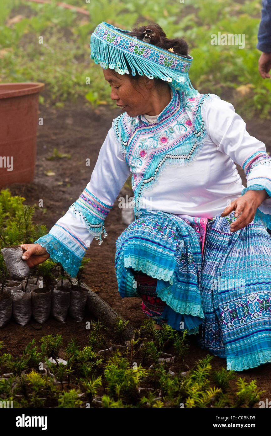 Miao people working on a Taxus / Yew tree plantation project Stock ...