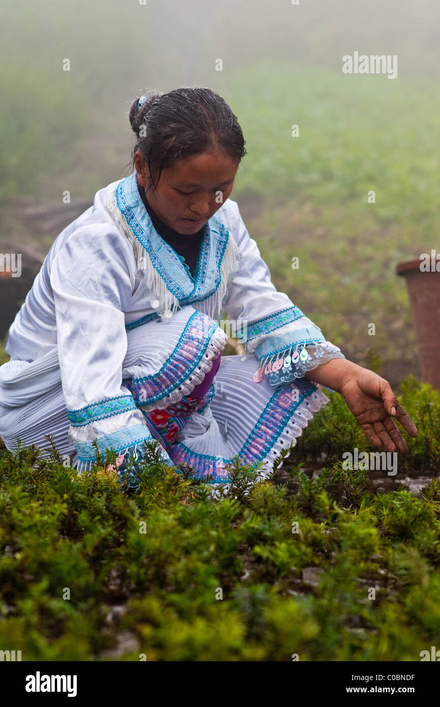Miao people working on a Taxus / Yew tree plantation project Stock ...