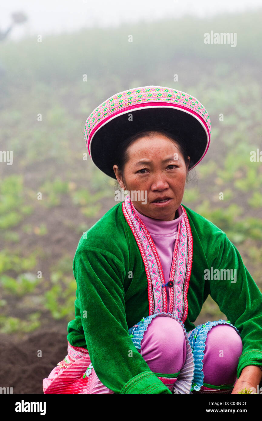 Miao people working on a Taxus / Yew tree plantation project Stock ...