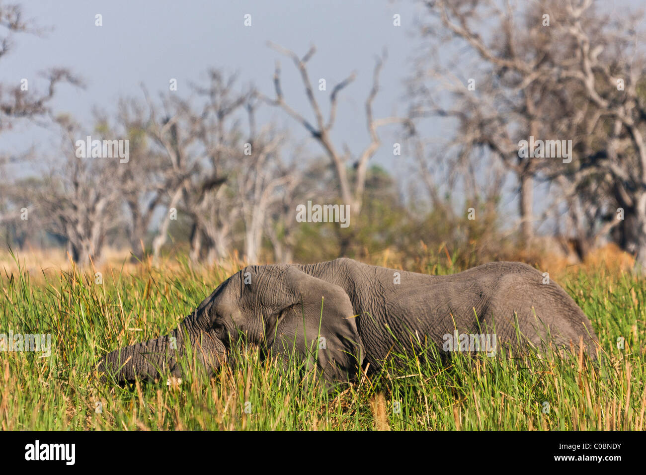 Elephant in long grass hi-res stock photography and images - Alamy