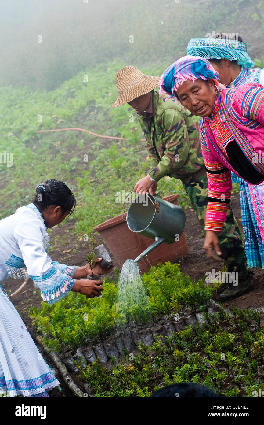 Miao people working on a Taxus / Yew tree plantation project Stock ...