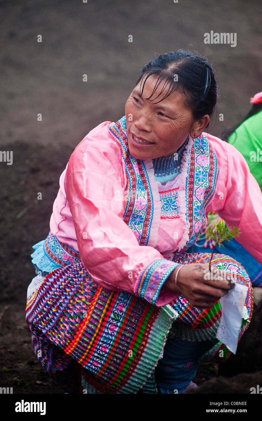 Miao people working on a Taxus / Yew tree plantation project Stock ...