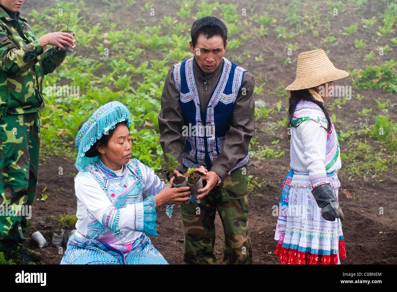 Miao people working on a Taxus / Yew tree plantation project Stock ...
