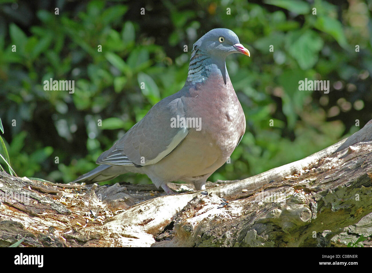 English wood pigeon feather hi-res stock photography and images - Alamy