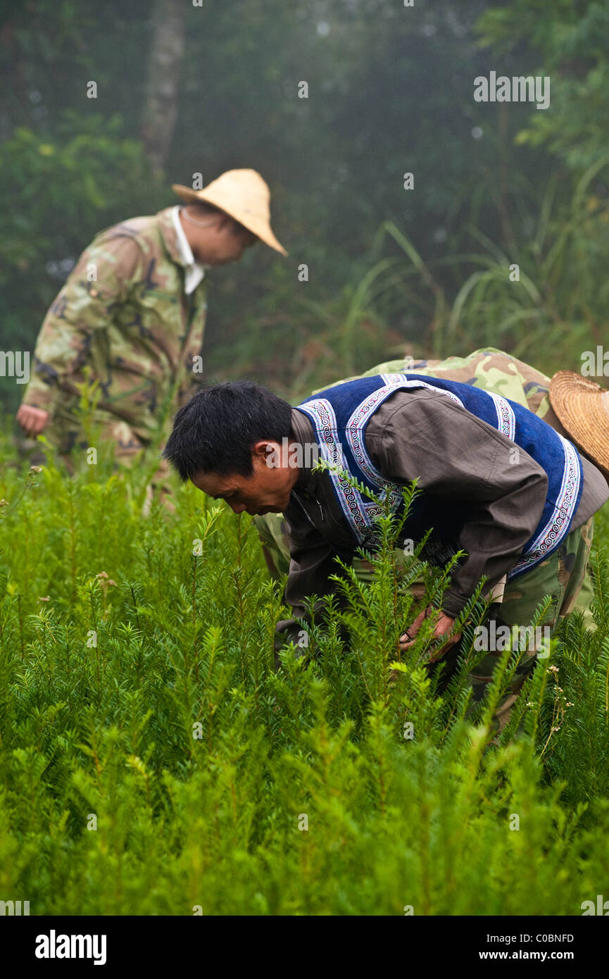 Miao people working on a Taxus / Yew tree plantation project Stock ...
