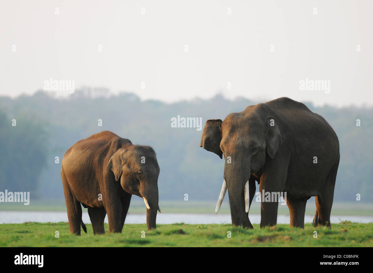Elephants island hi-res stock photography and images - Alamy