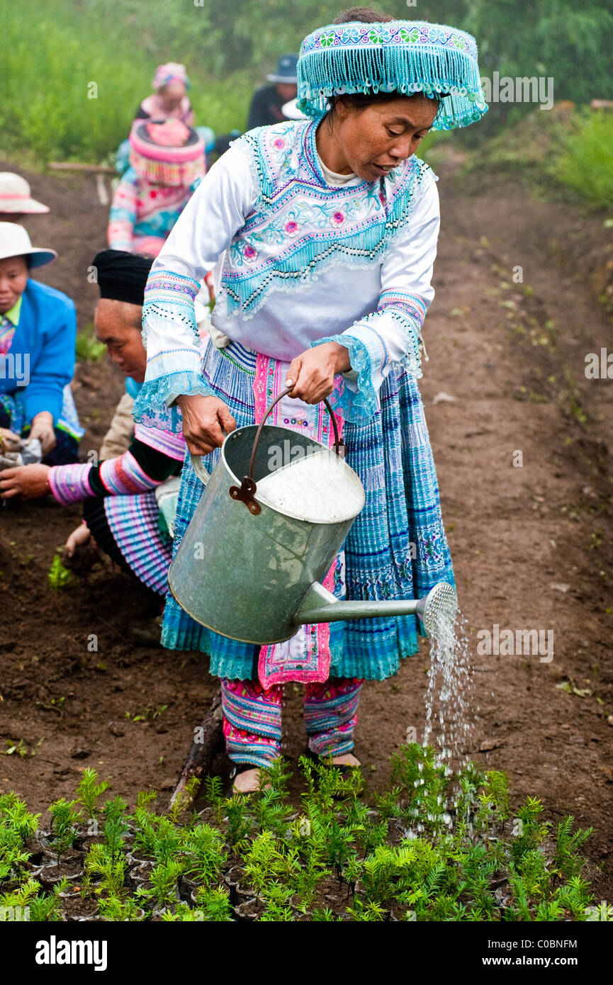 Miao people working on a Taxus / Yew tree plantation project Stock ...