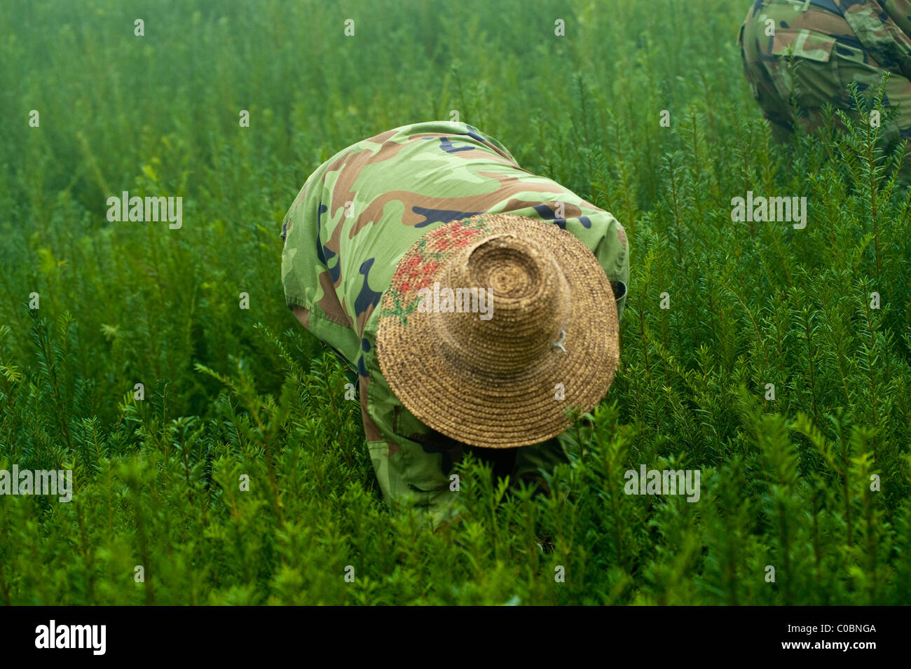 Miao people working on a Taxus / Yew tree plantation project Stock ...