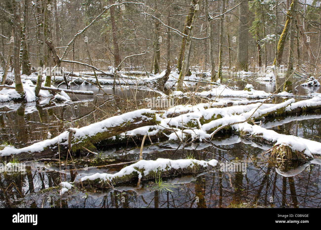 Winter landscape of snowy old forest and water Stock Photo - Alamy