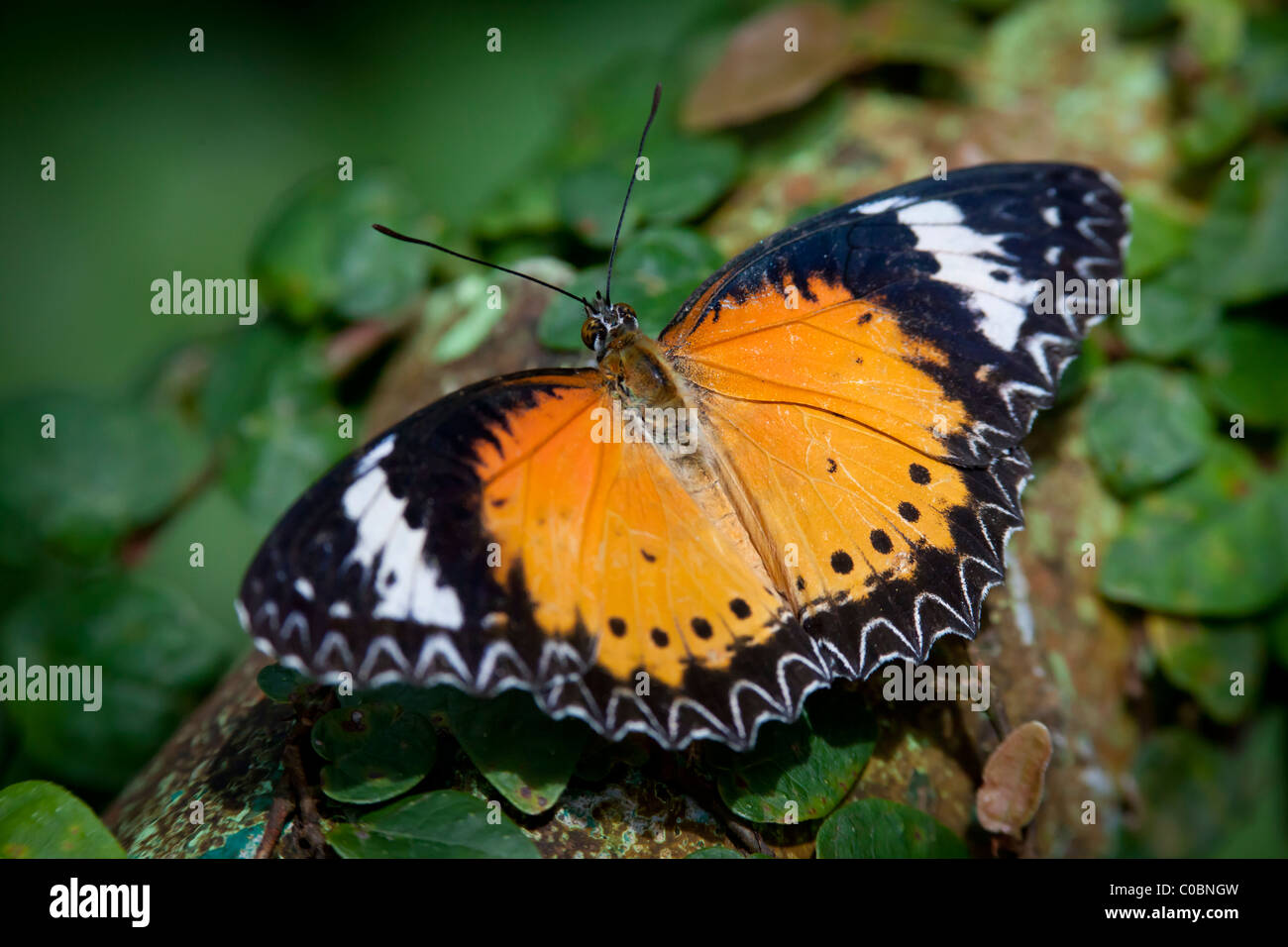 Butterfly hiding hi-res stock photography and images - Alamy