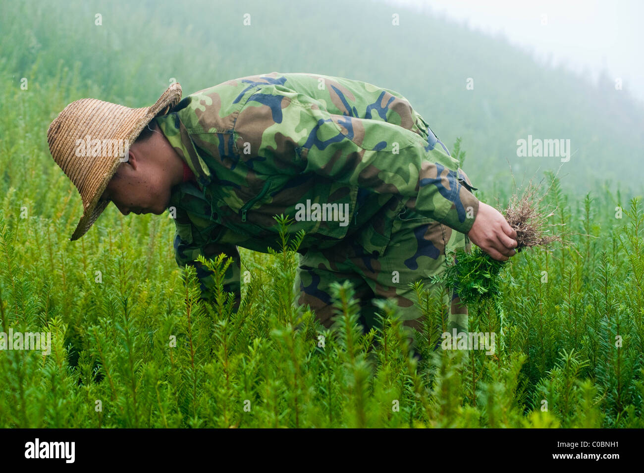 Miao people working on a Taxus / Yew tree plantation project Stock ...