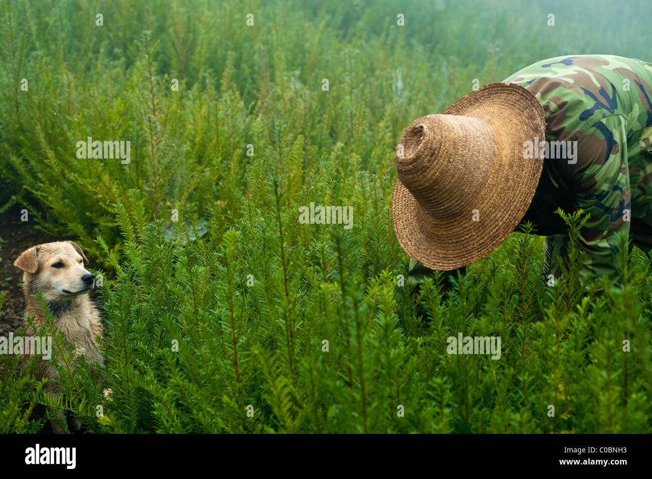 Miao people working on a Taxus / Yew tree plantation project Stock ...