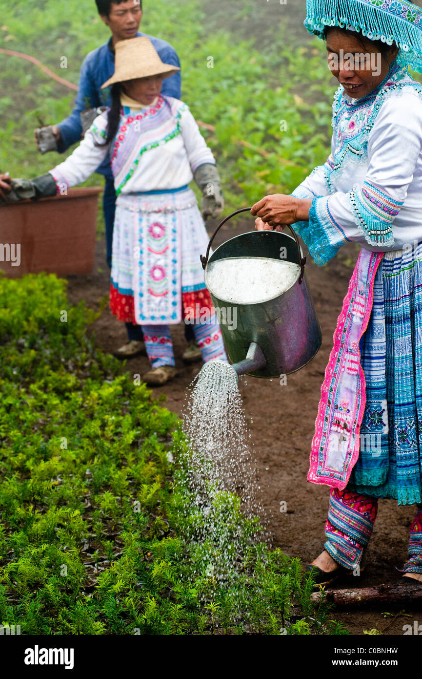 Miao people working on a Taxus / Yew tree plantation project Stock ...