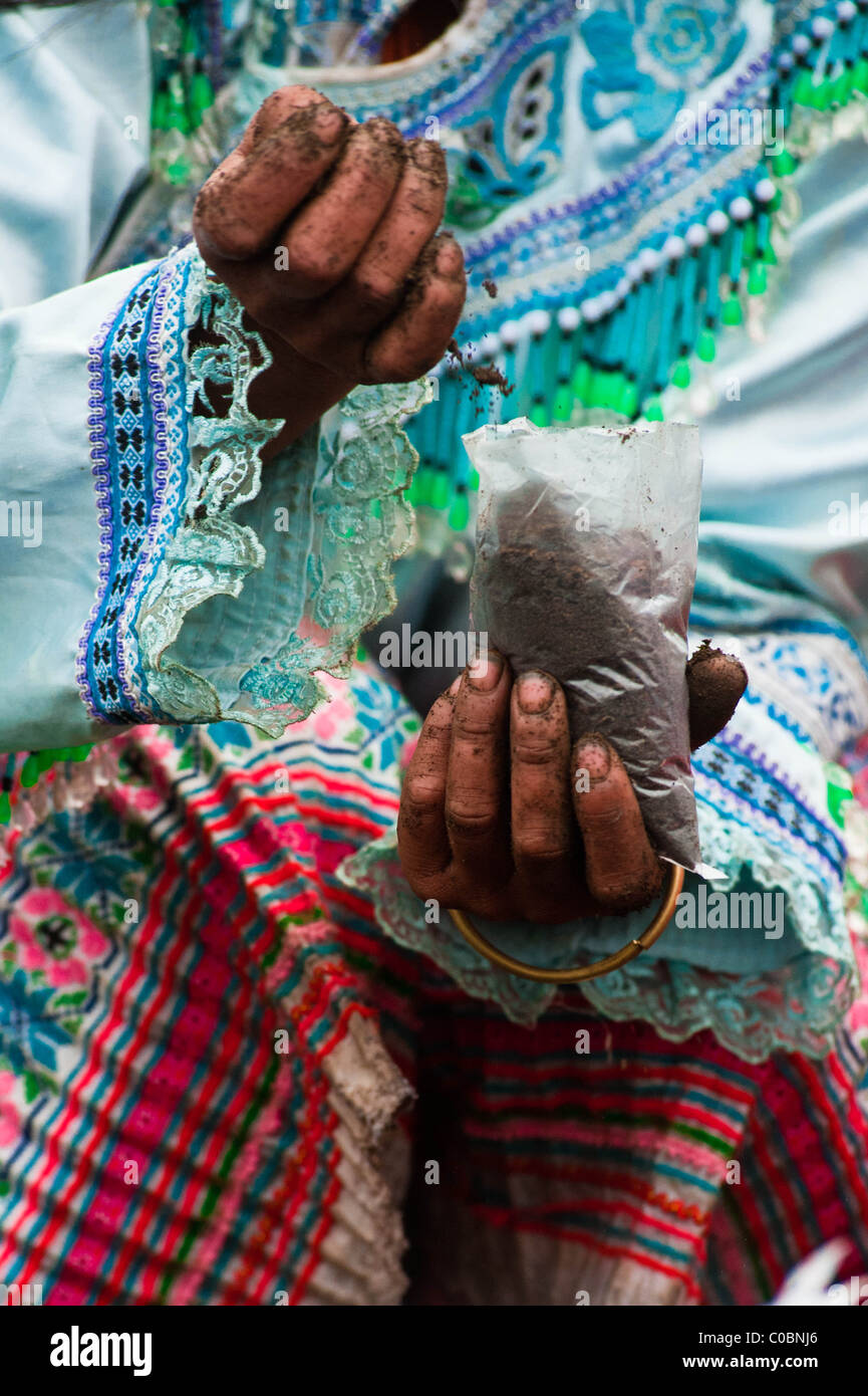Miao people working on a Taxus / Yew tree plantation project Stock ...