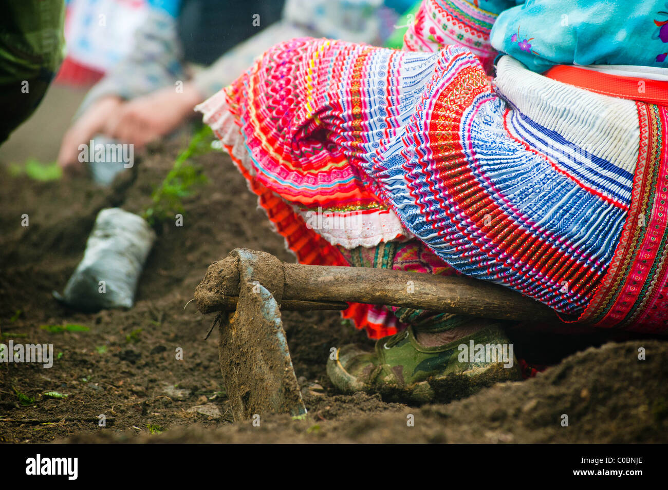 Miao people working on a Taxus / Yew tree plantation project Stock ...