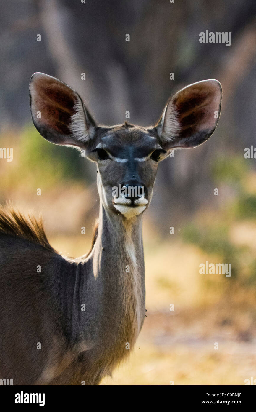 Kudu head head hi-res stock photography and images - Alamy