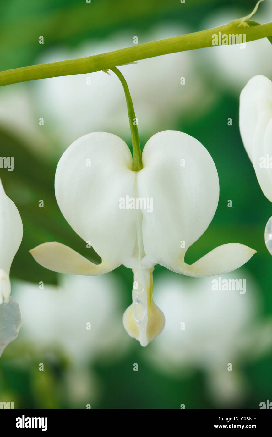 Lamprocapnos spectabilis Syn Dicentra spectabilis 'Alba' AGM Bleeding ...