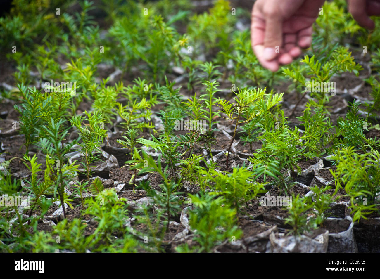 Miao people working on a Taxus / Yew tree plantation project Stock ...