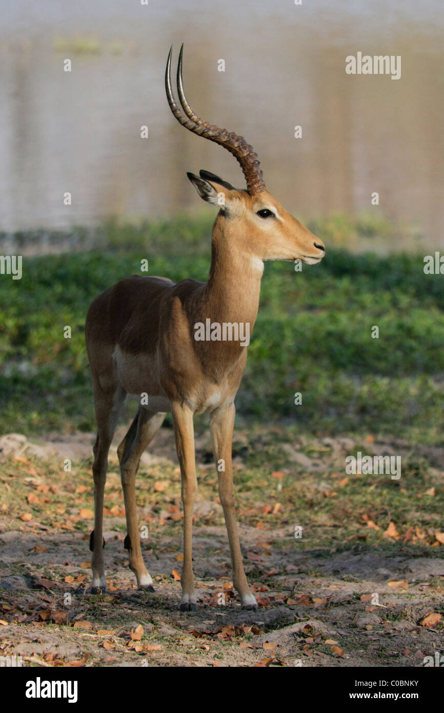 An impala standing i front of water and head turned to right Stock ...
