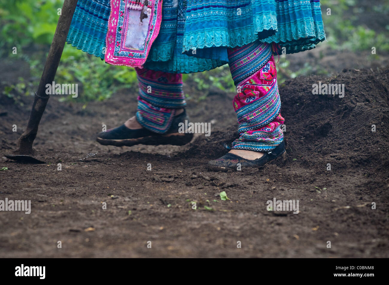 Miao people working on a Taxus / Yew tree plantation project Stock ...