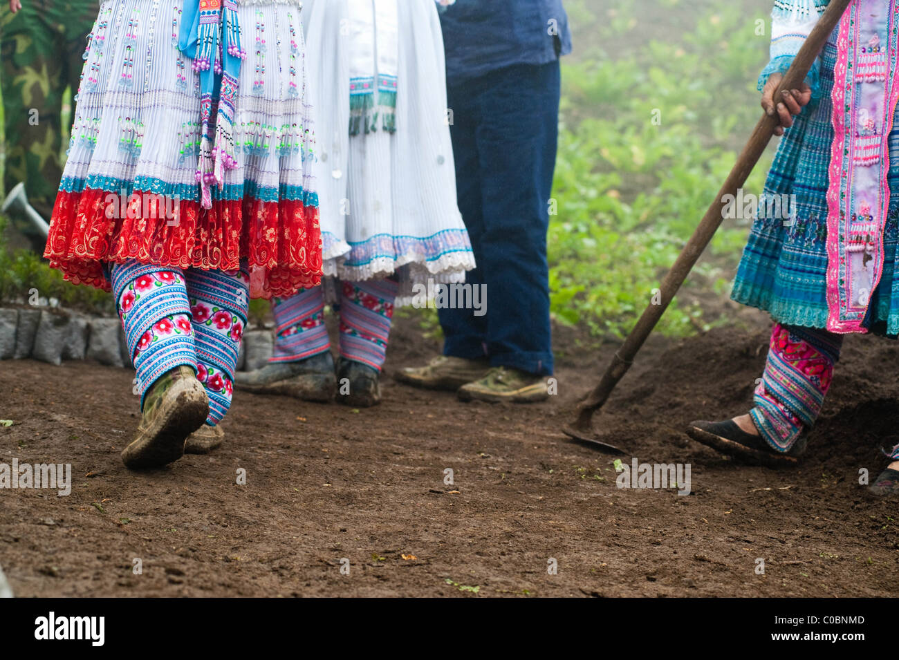 Miao people working on a Taxus / Yew tree plantation project Stock ...