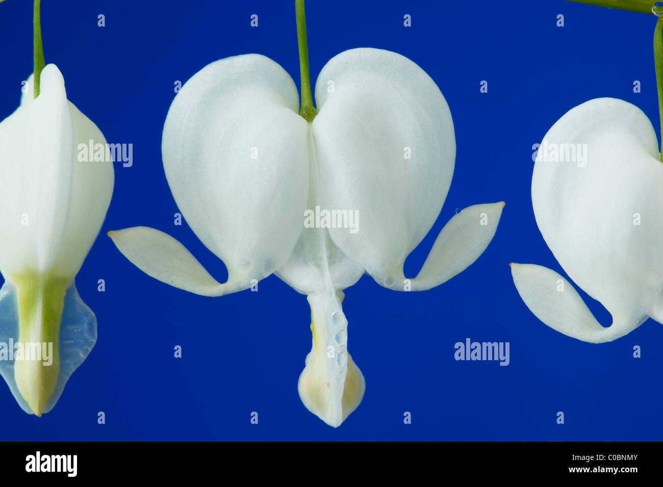 Lamprocapnos spectabilis Syn Dicentra spectabilis 'Alba' AGM Bleeding ...