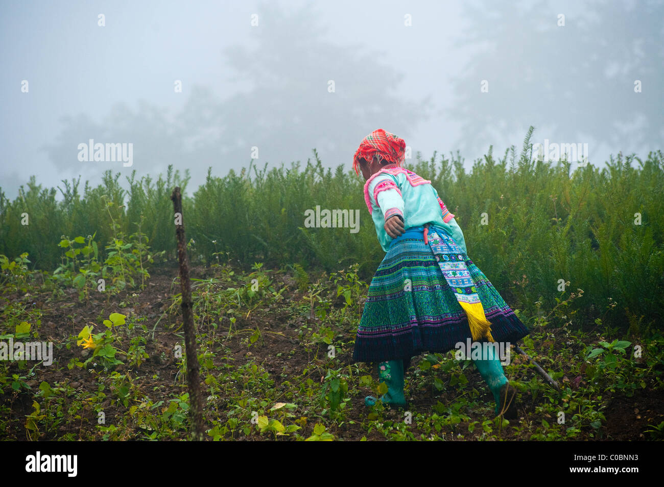 Miao people working on a Taxus / Yew tree plantation project Stock ...