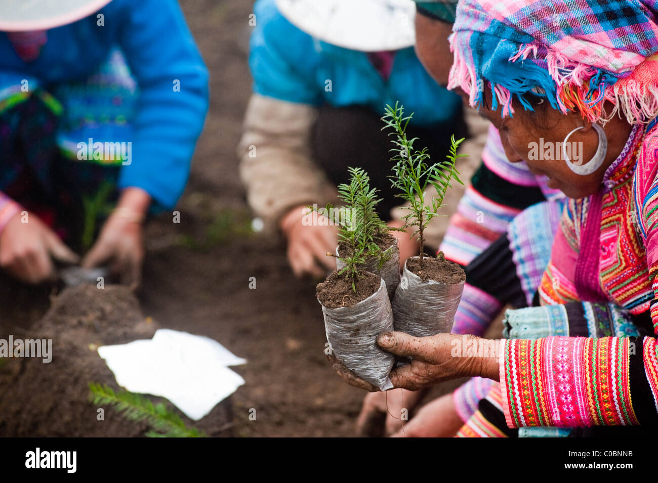 Miao people working on a Taxus / Yew tree plantation project Stock ...