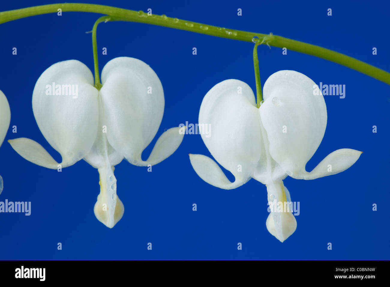 Lamprocapnos spectabilis Syn Dicentra spectabilis 'Alba' AGM Bleeding ...