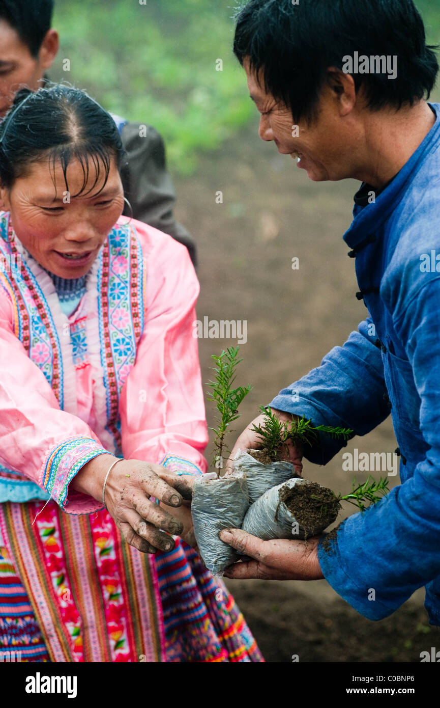 Miao people working on a Taxus / Yew tree plantation project Stock ...