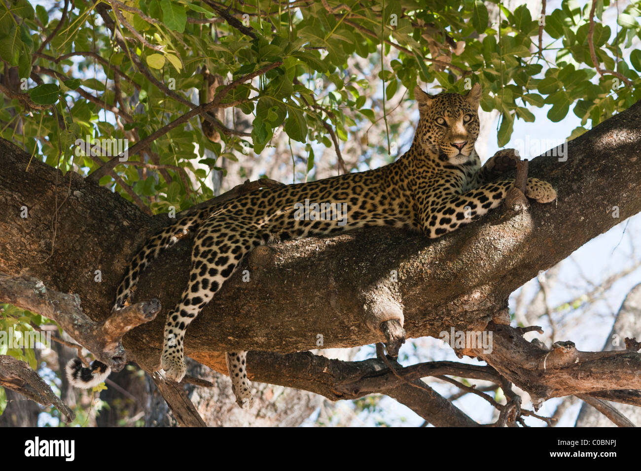 A leopard lying on a tree branch looking directly at the camera. It is ...